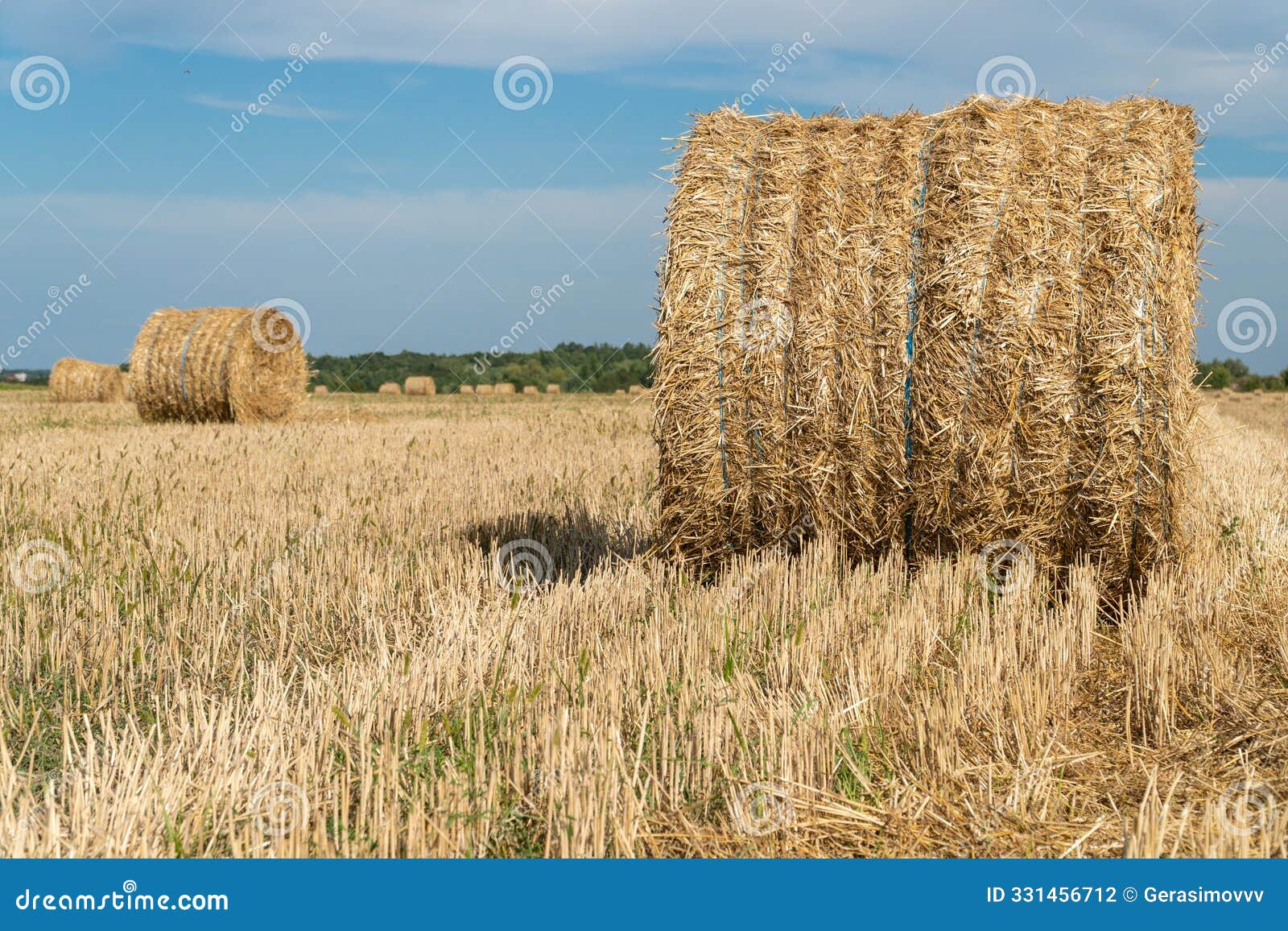 Strapped Hay Compressed in the Cylindrical Bale in a Farm Field Stock ...