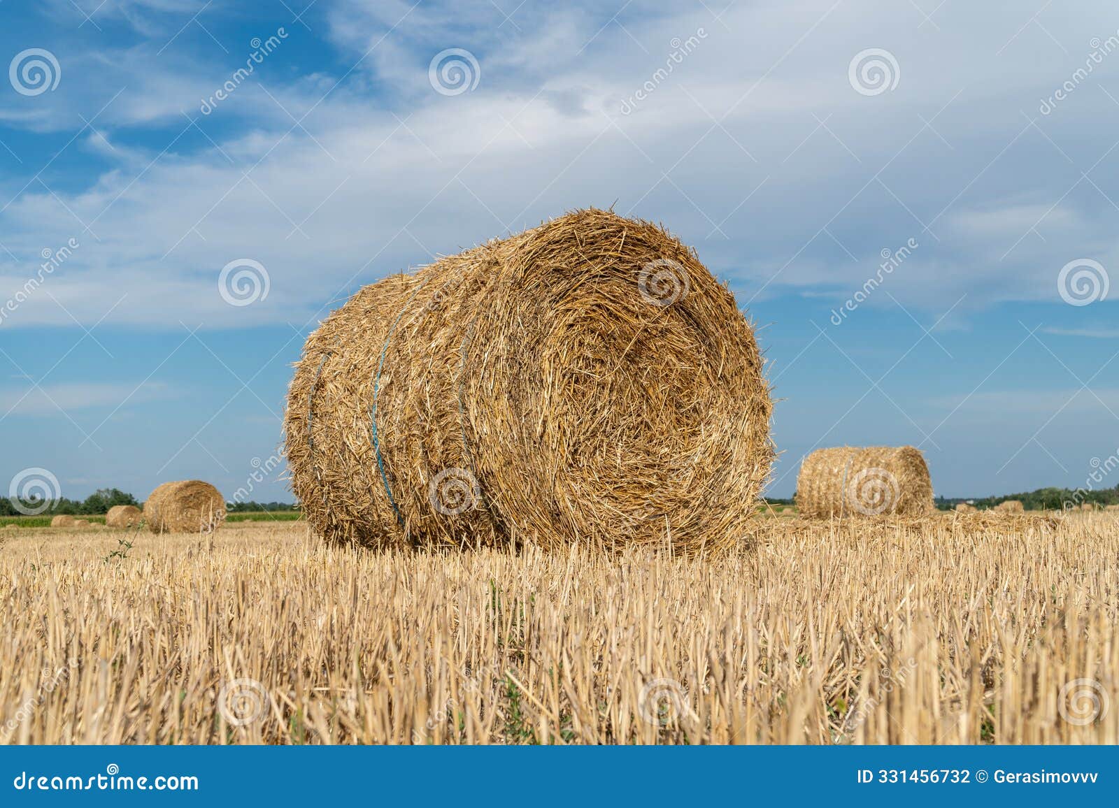 Strapped Hay Compressed in the Cylindrical Bale in a Field Stock Photo ...