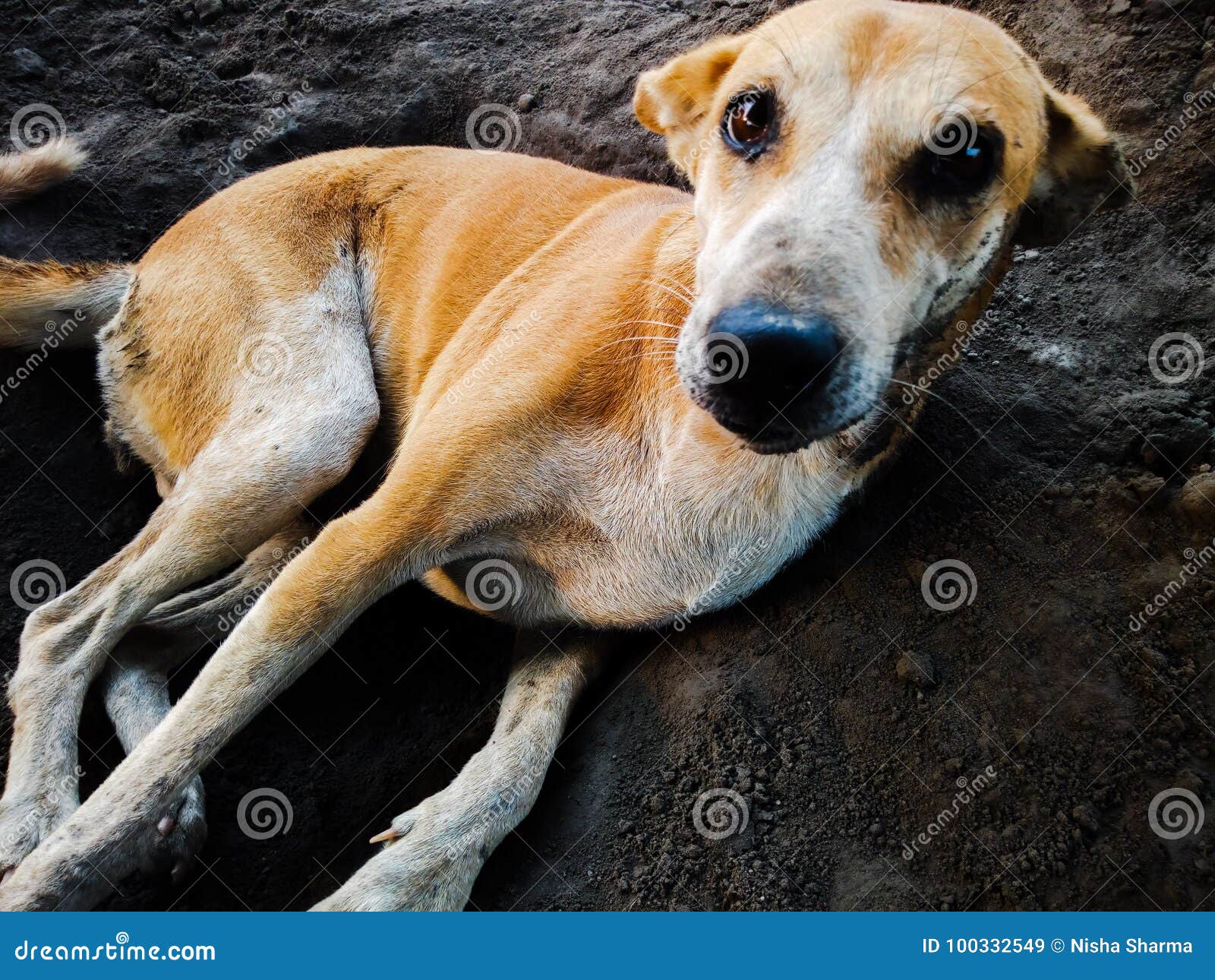 Strat Dog Stock Photos - Free & Royalty-Free Stock Photos from Dreamstime
