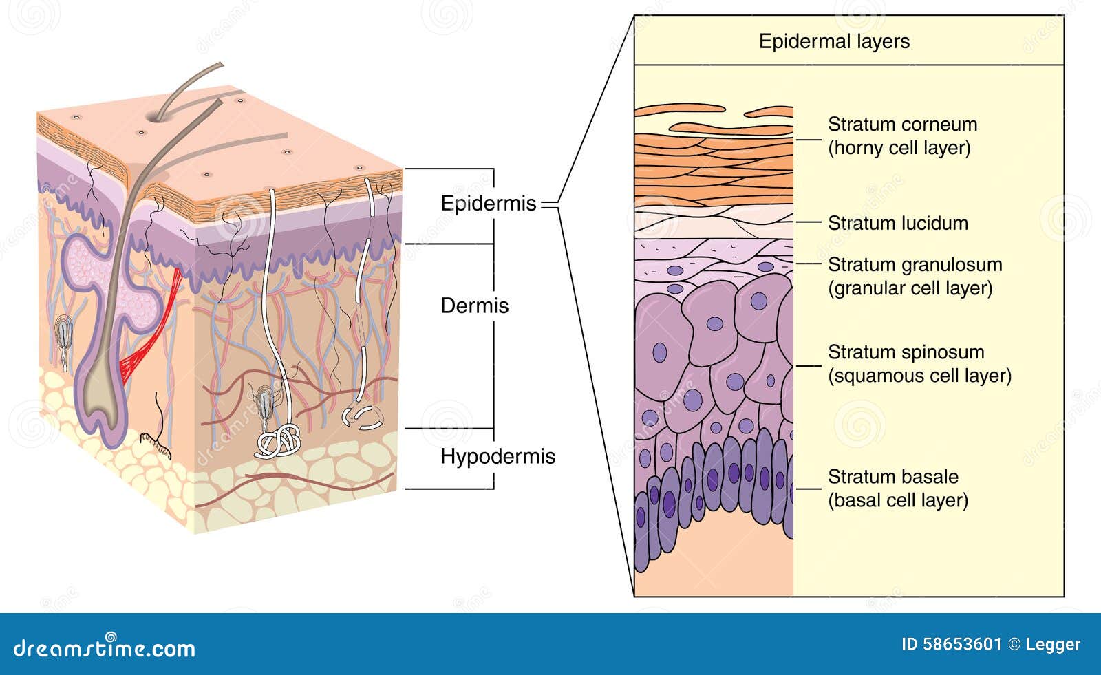 Strati Dell'epidermide Della Pelle Illustrazione Vettoriale ...