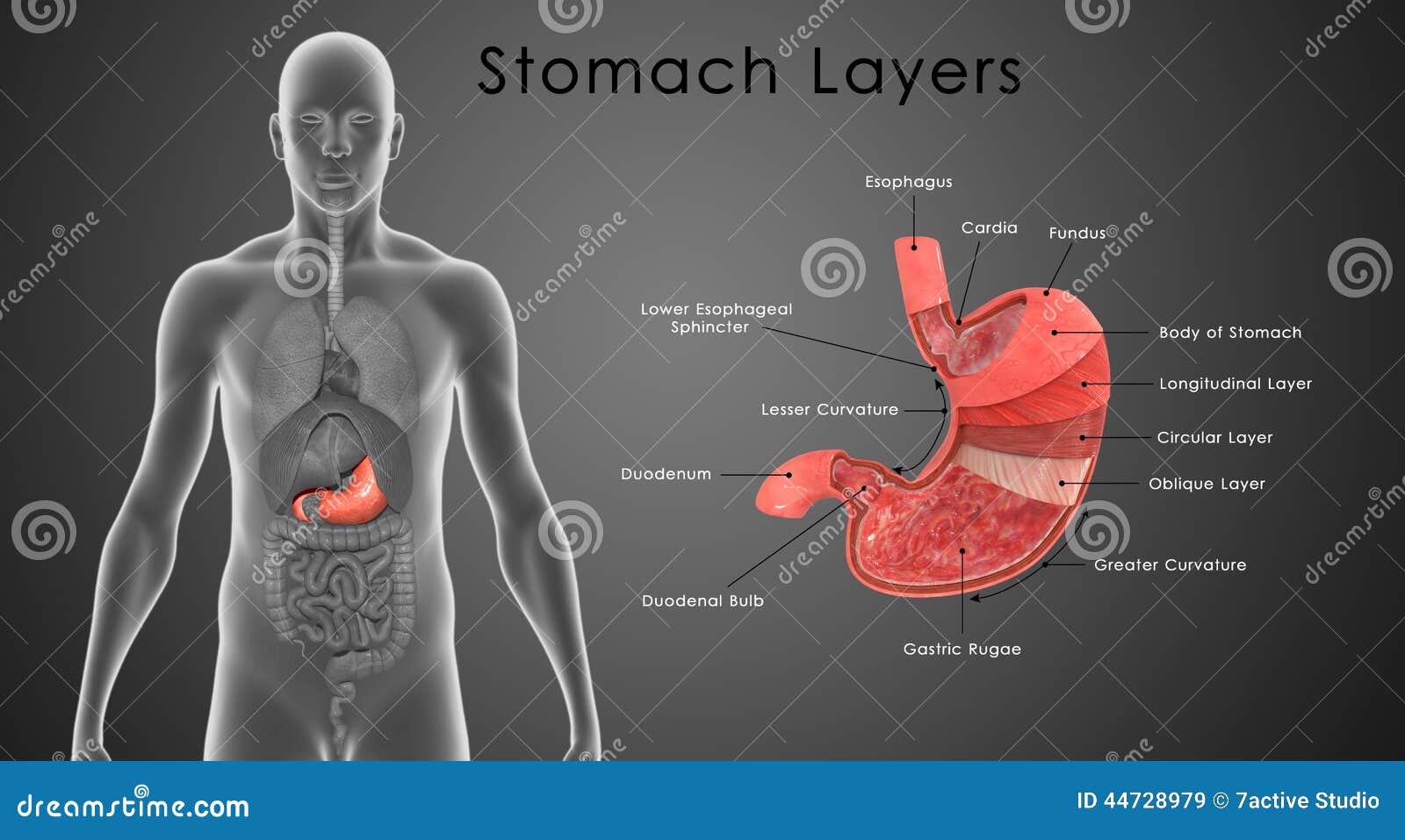 Strati dello stomaco illustrazione di stock. Illustrazione di dieta ...