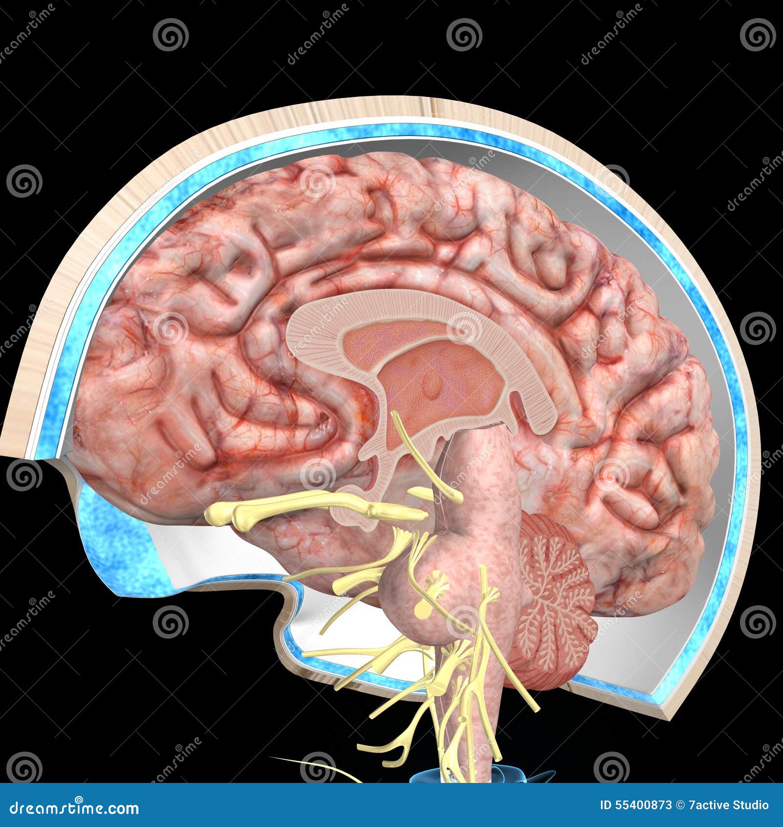 Strati E Cervello Del Cranio Illustrazione di Stock - Illustrazione di ...