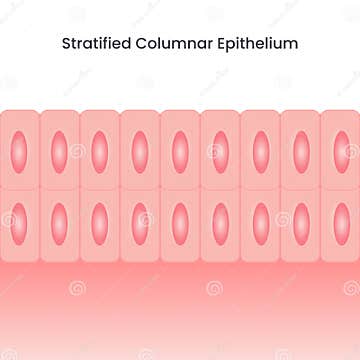Stratified Columnar Epithelium Stock Vector - Illustration of medical ...