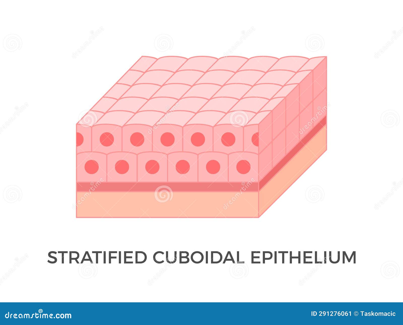 Stratified Cuboidal Epithelium. Epithelial Tissue Types. Stock Vector ...