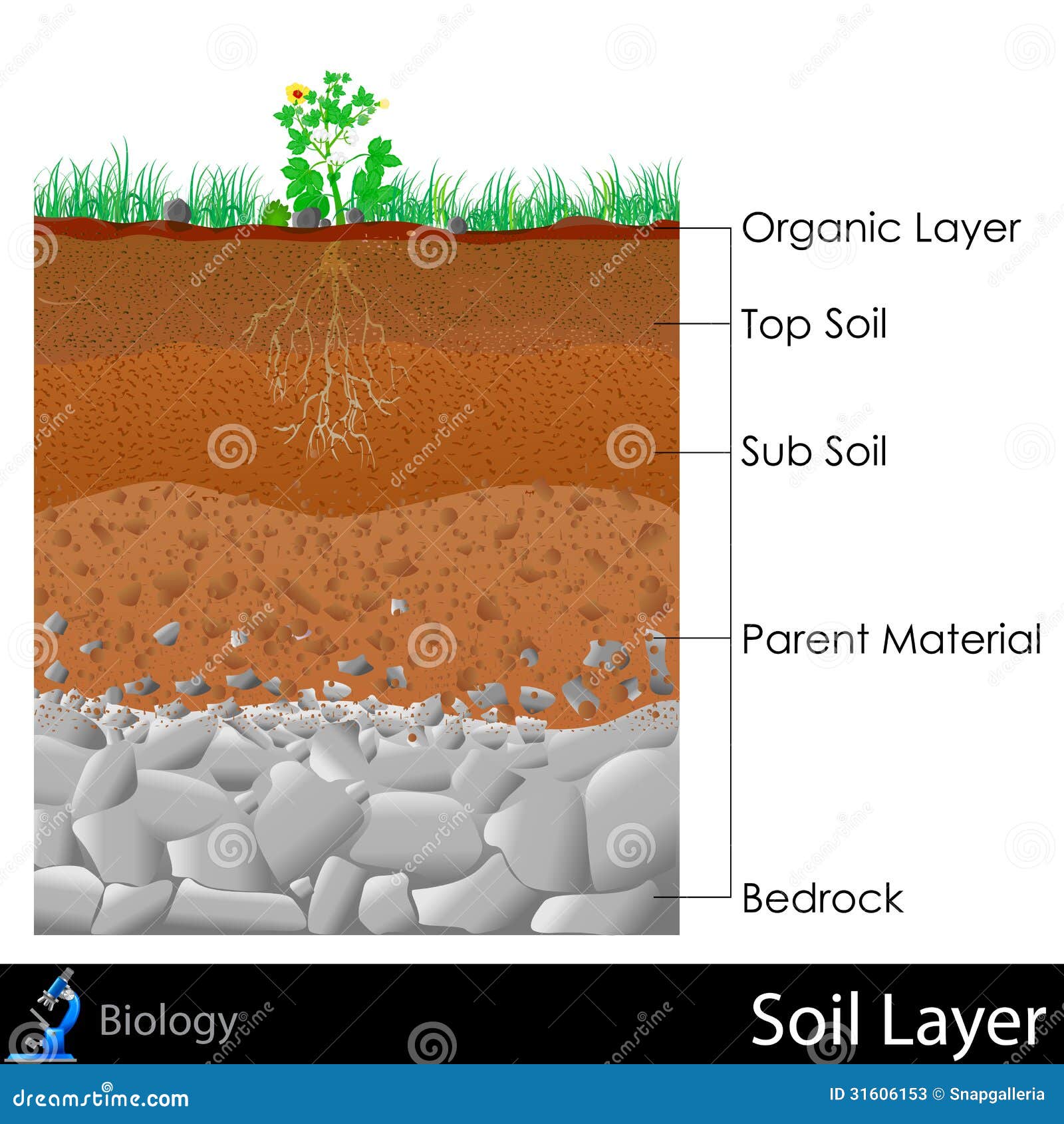 Strato di suolo illustrazione di stock. Illustrazione di geologico ...