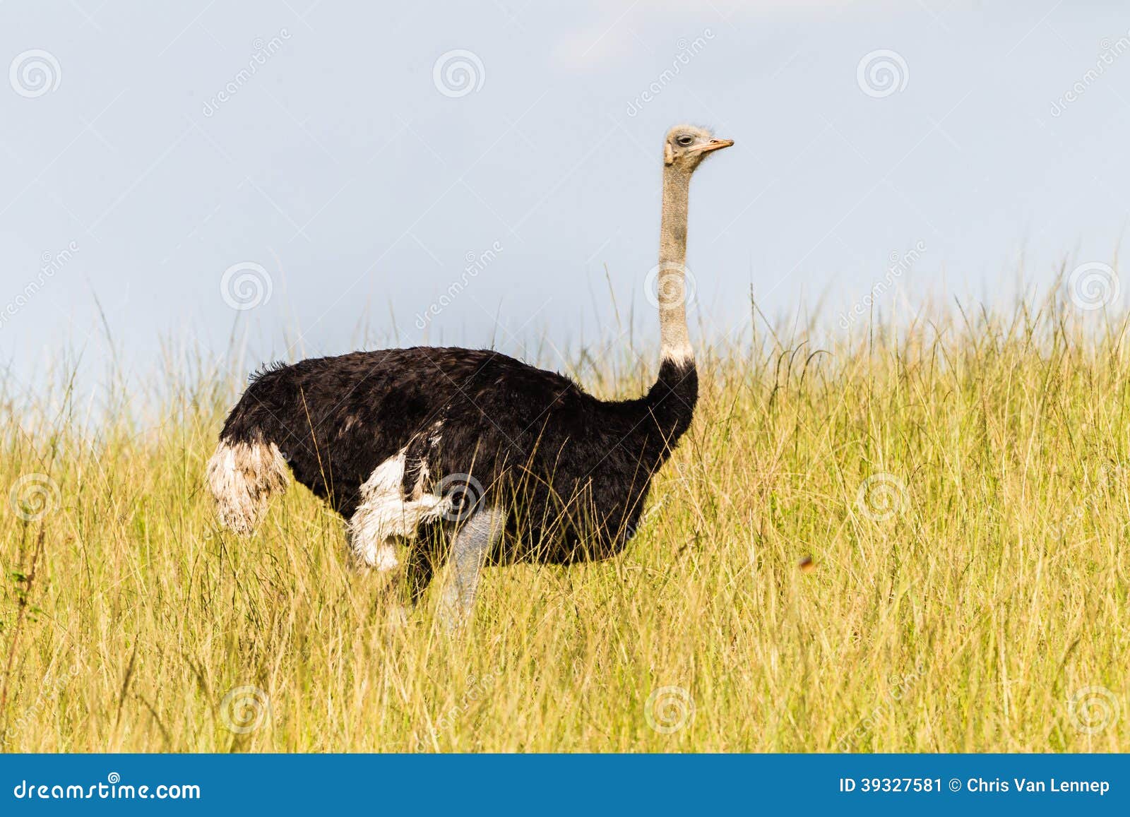 Strauß-Vogel-Gras Der Wild Lebenden Tiere Stockbild - Bild von ...