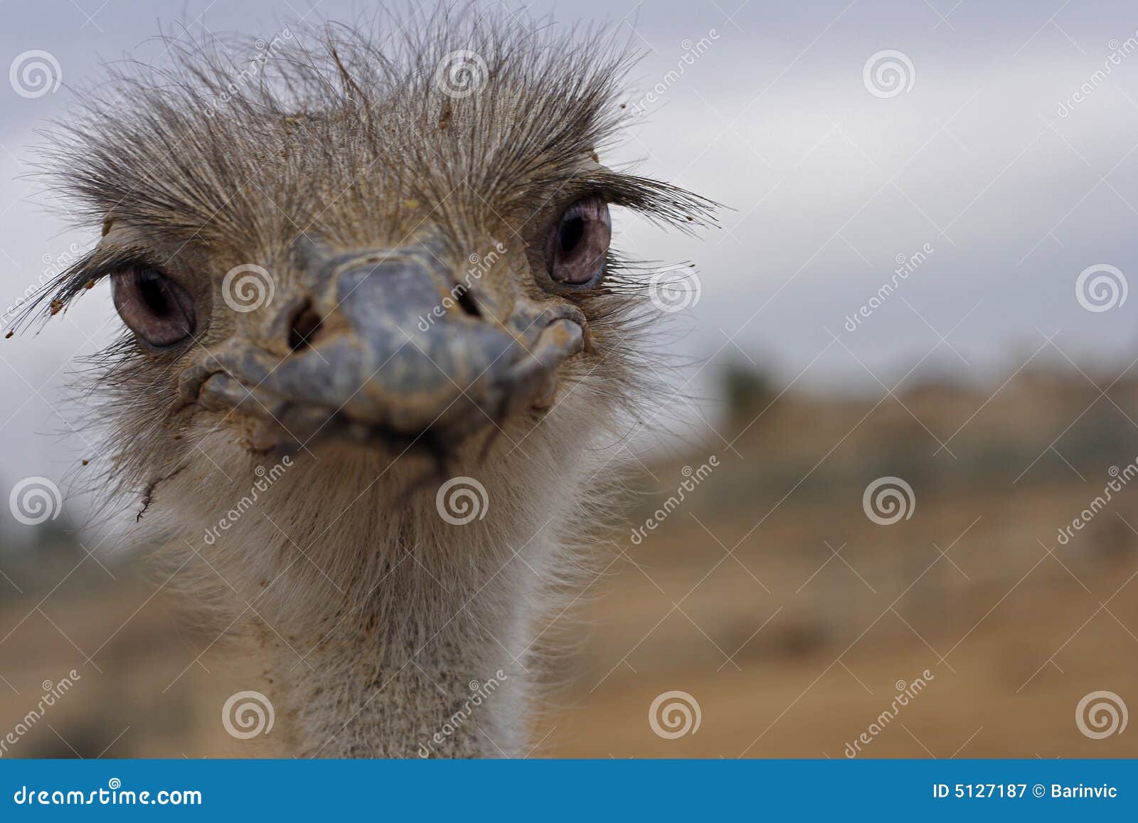 Straus stock image. Image of wild, nature, meat, israel - 5127187