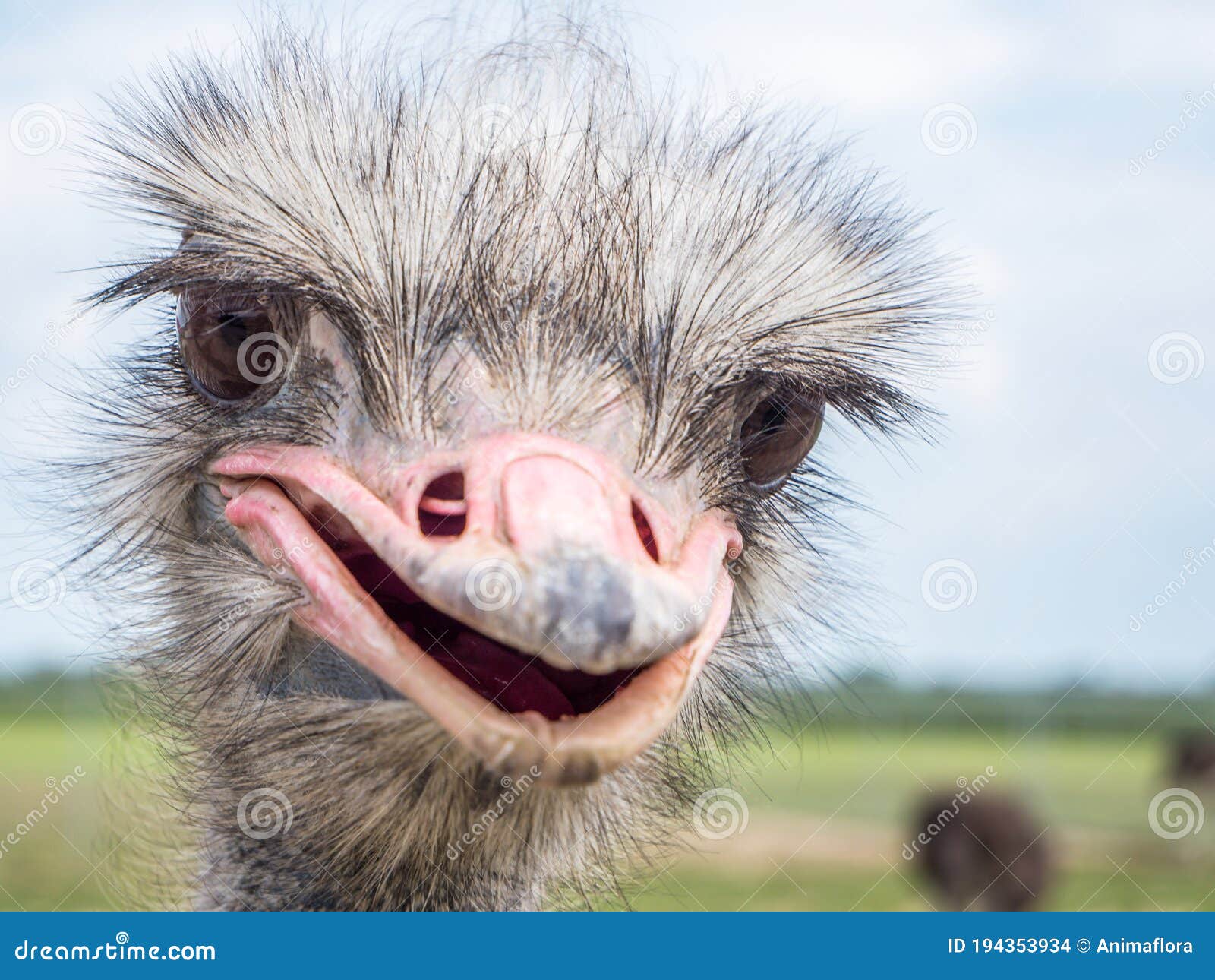 Strauss in Portrait Animal Nature Image Stock Photo - Image of farm ...