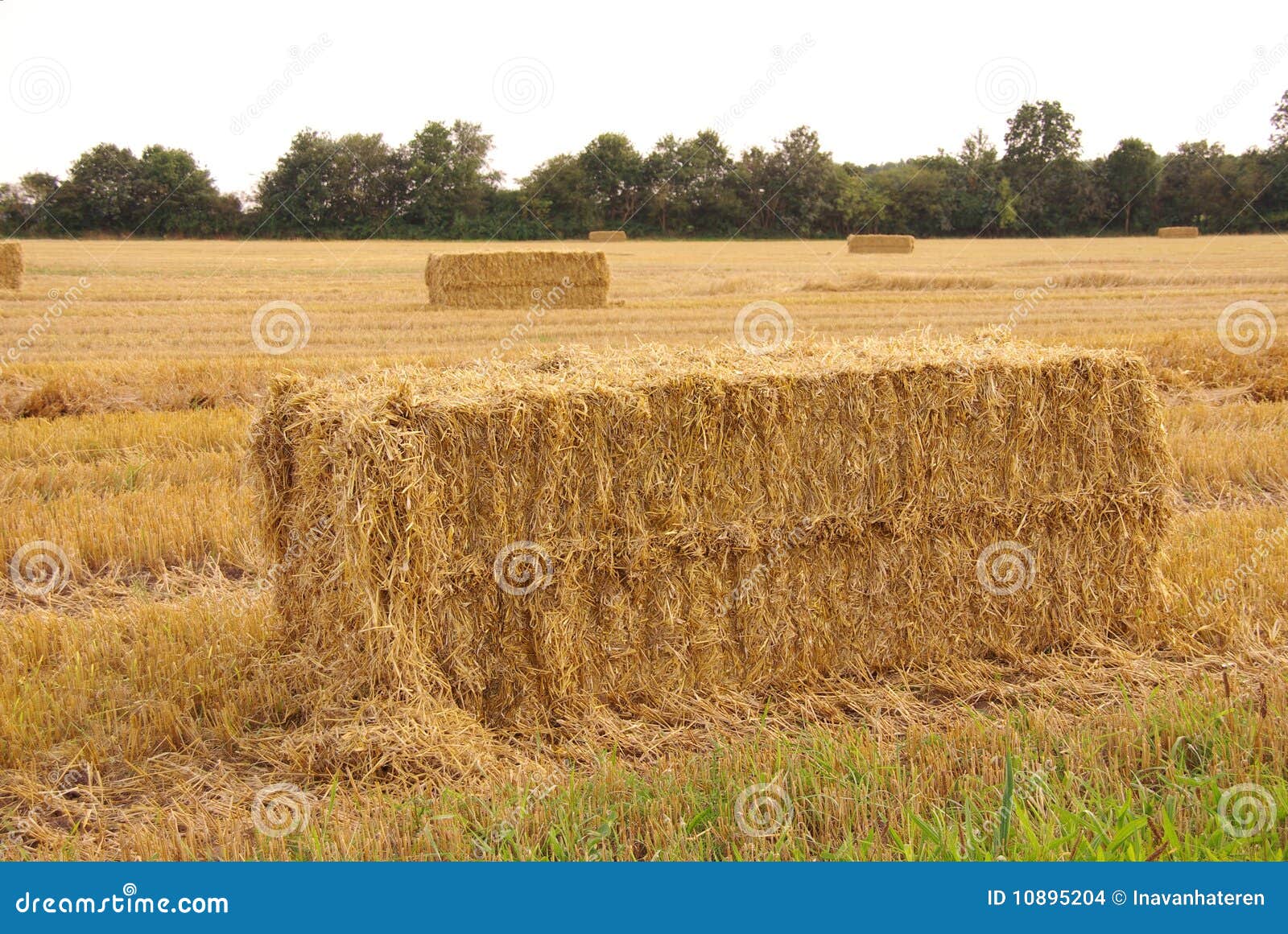 Straw stock photo. Image of growth, flora, colors, grain - 10895204