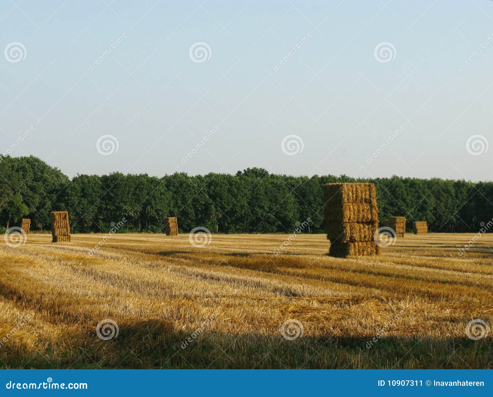 Dry Straw Stacking On Paddy Field At Thailand Countryside In Sunny Day ...