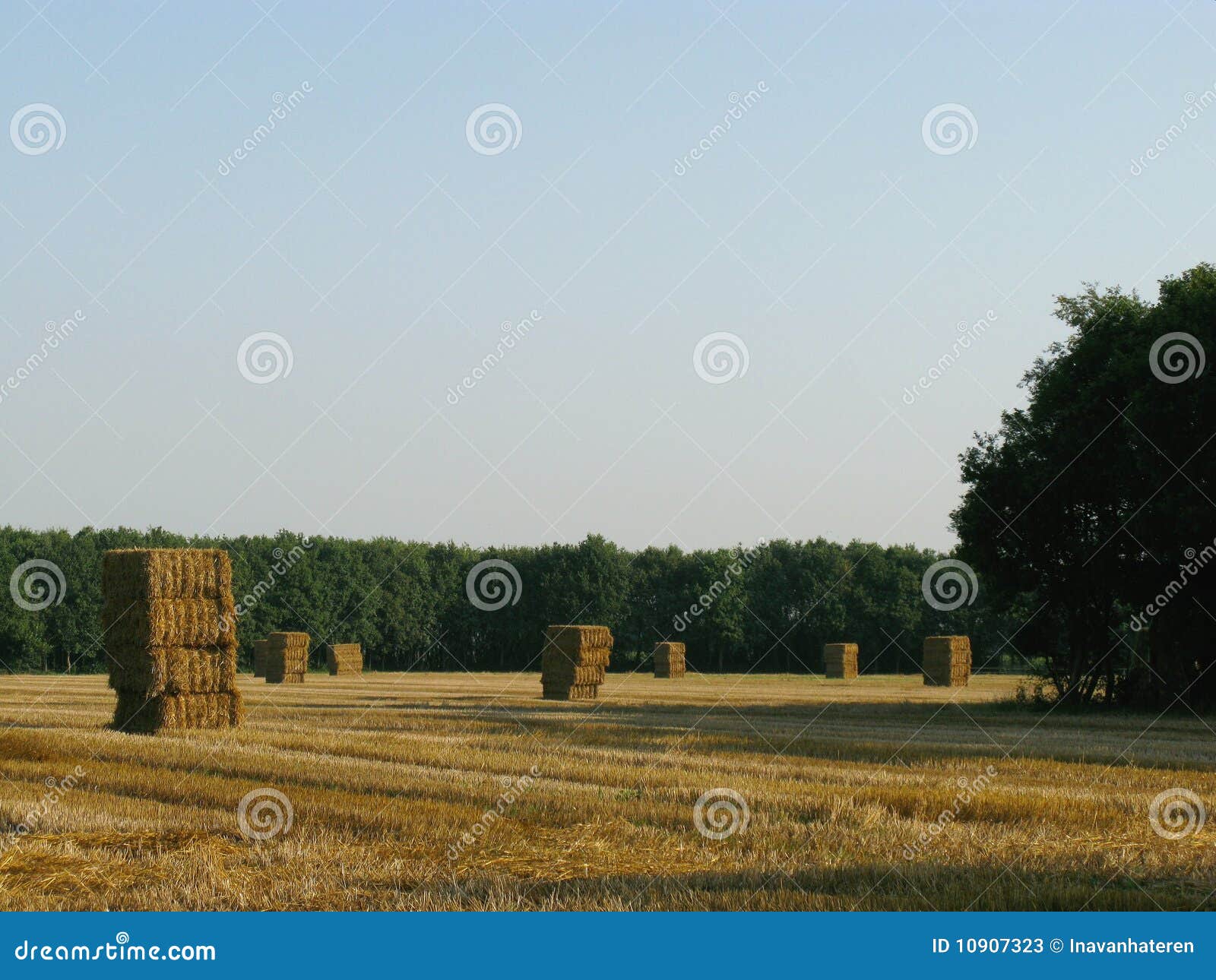 Straw stock image. Image of colourful, growth, cutting - 10907323