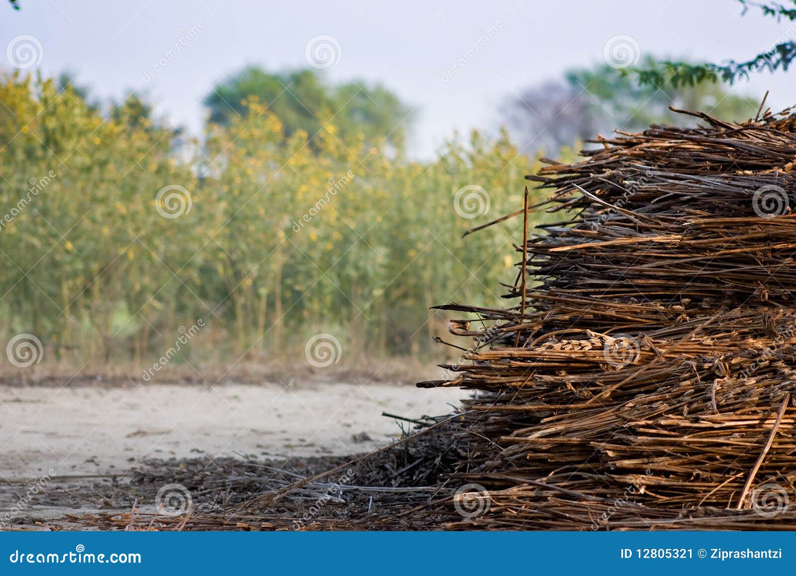Straw stock image. Image of environmental, shortage, environment - 12805321