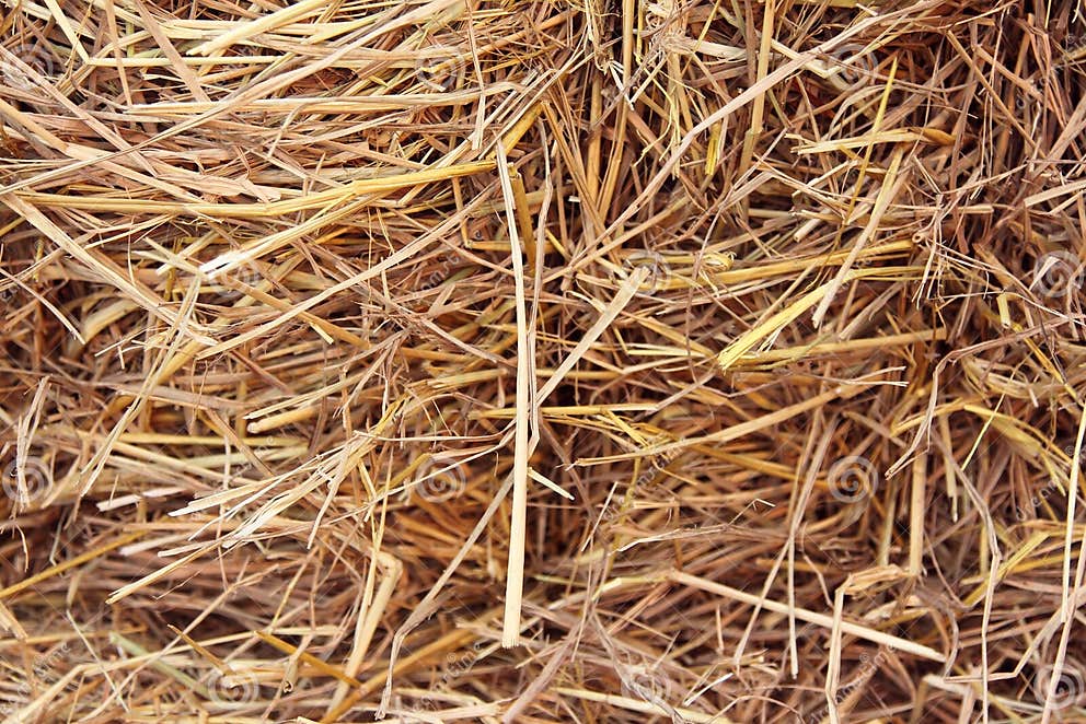 Straw stock photo. Image of outdoor, farm, straw, golden - 13650398