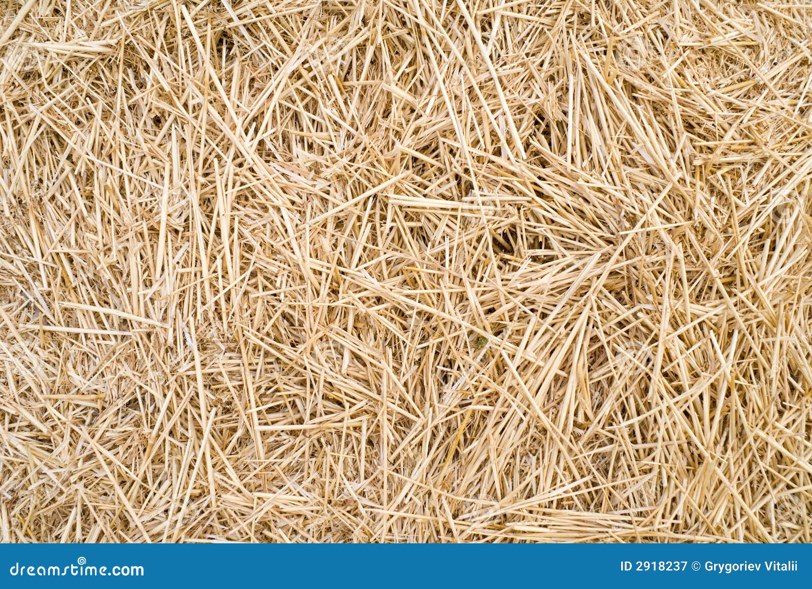 Straw stock image. Image of forage, dried, laying, grass - 2918237