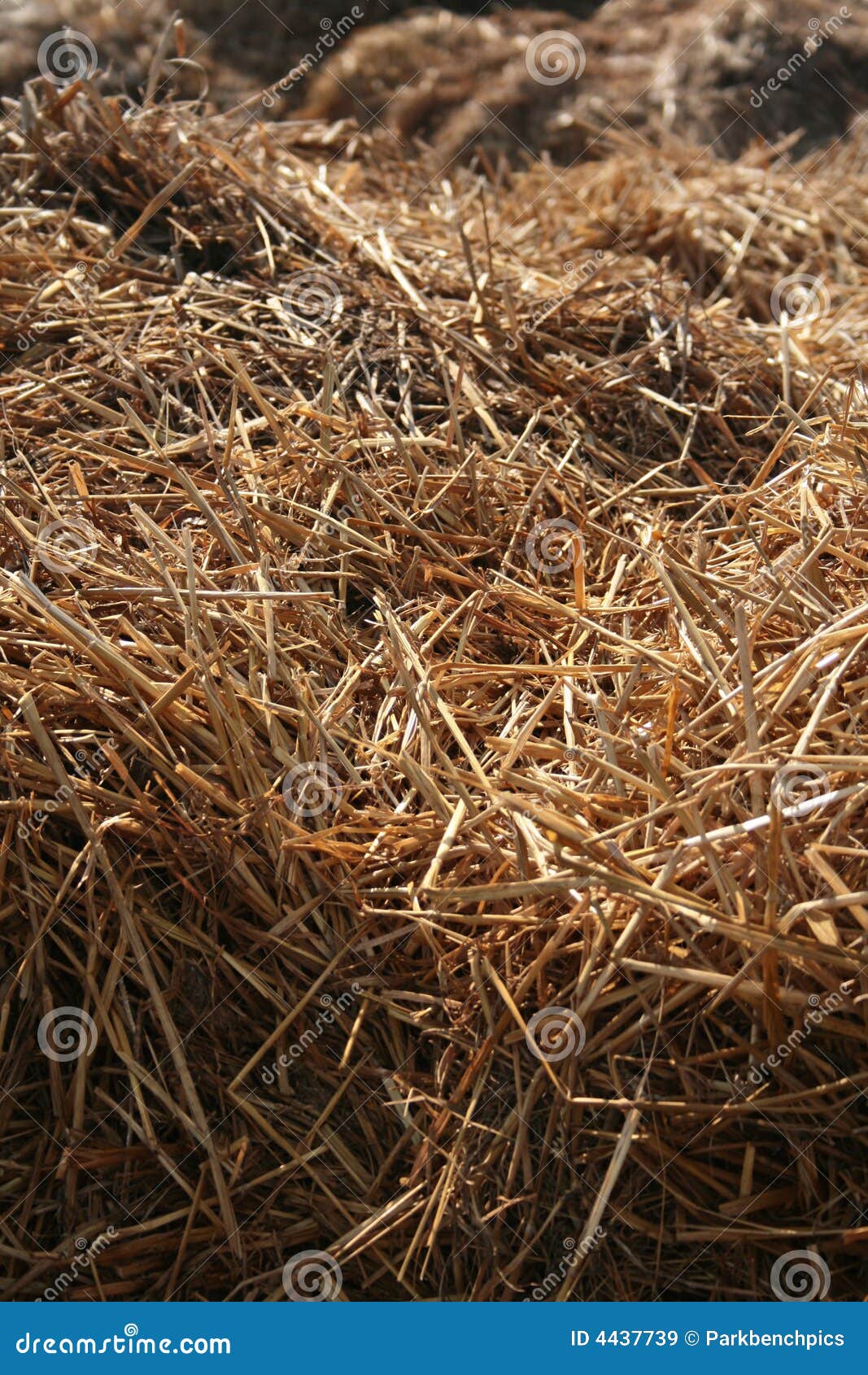 Straw stock image. Image of texture, thanksgiving, harvesting - 4437739