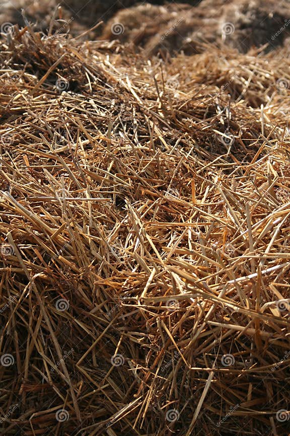 Straw stock image. Image of texture, thanksgiving, harvesting - 4437739
