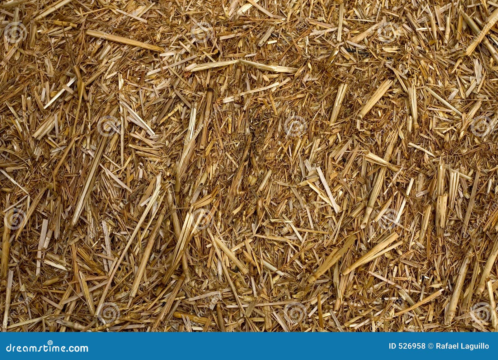 Straw stock photo. Image of straw, golden, forage, rural - 526958