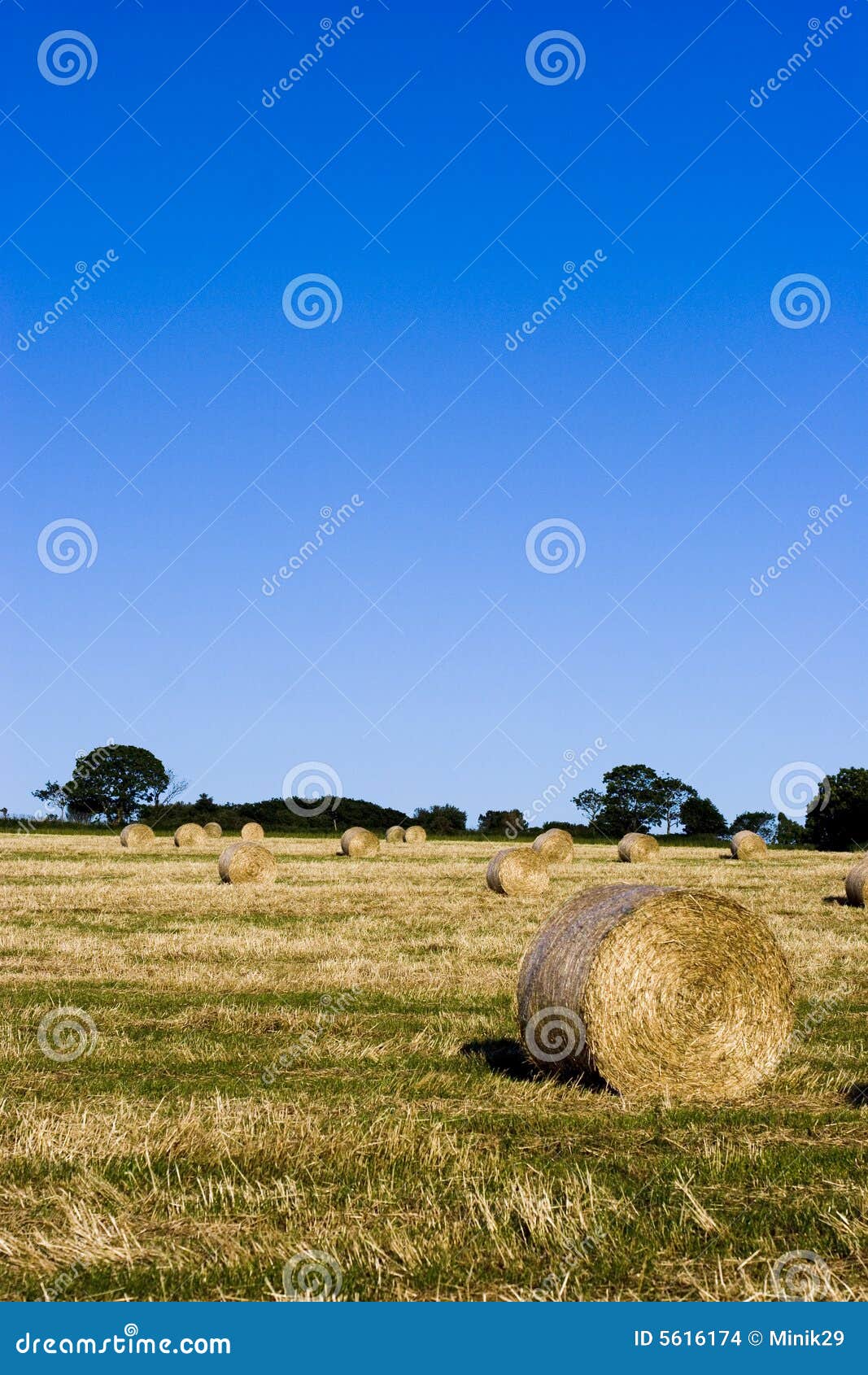 Straw stock photo. Image of country, farm, meadow, countryside - 5616174