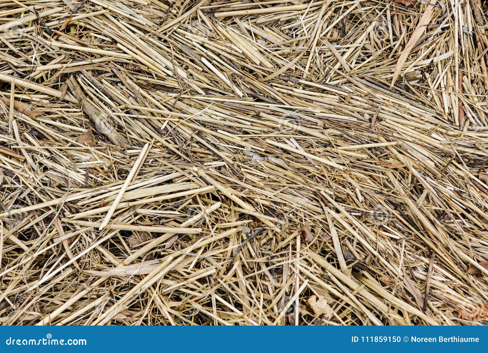 Straw Abstract Background with Texture Stock Photo - Image of lots ...