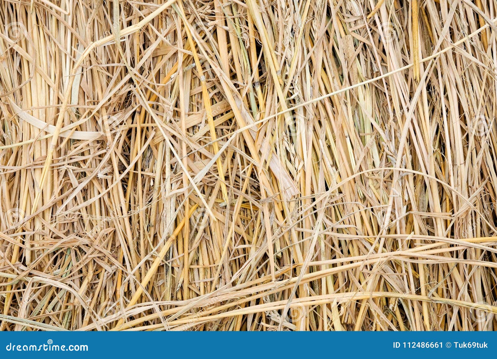 Straw Background Texture, Abstract Natural for Design Stock Image ...