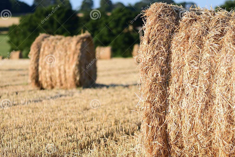 Straw Bails in a Corn Field Stock Image - Image of outdoor, field ...