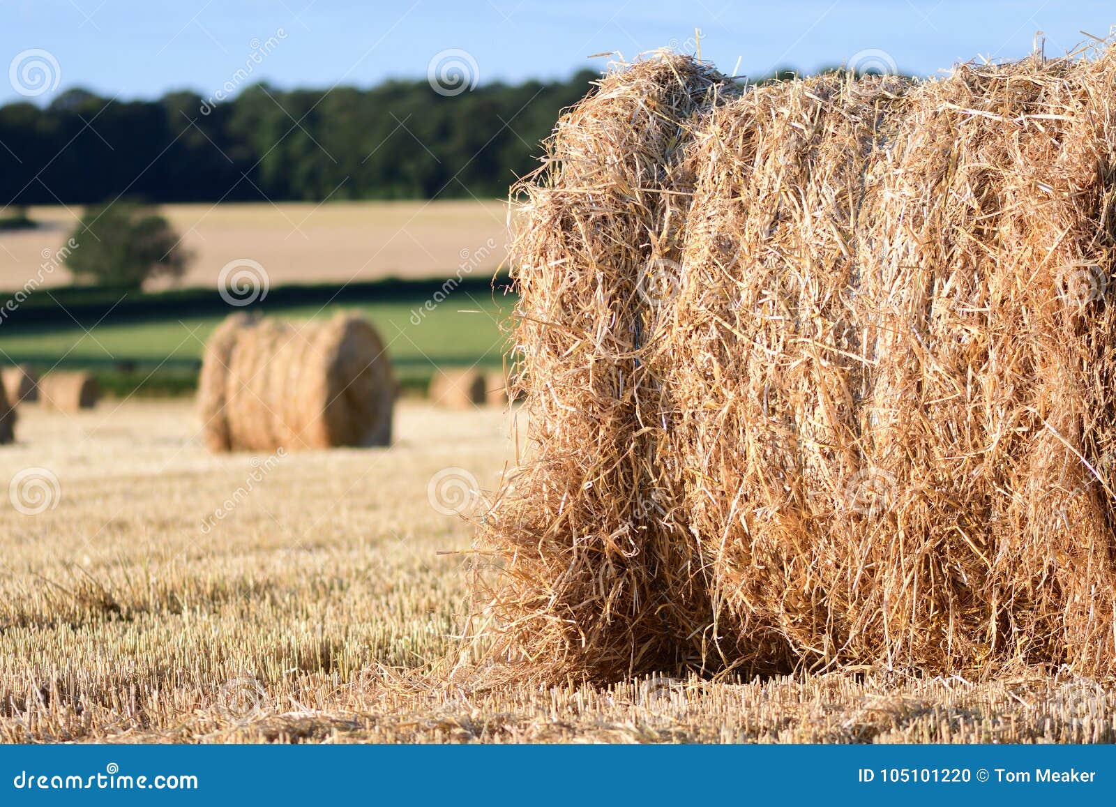 Straw Bails in a Corn Field Stock Photo - Image of straw, bail: 105101220
