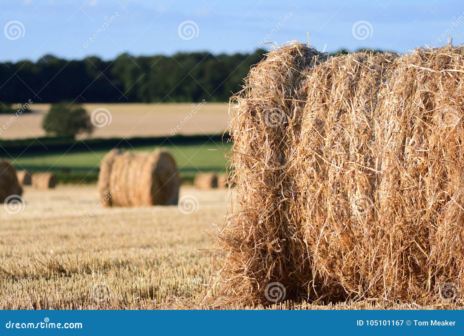 Straw Bails in a Corn Field Stock Image - Image of agriculture, rural ...