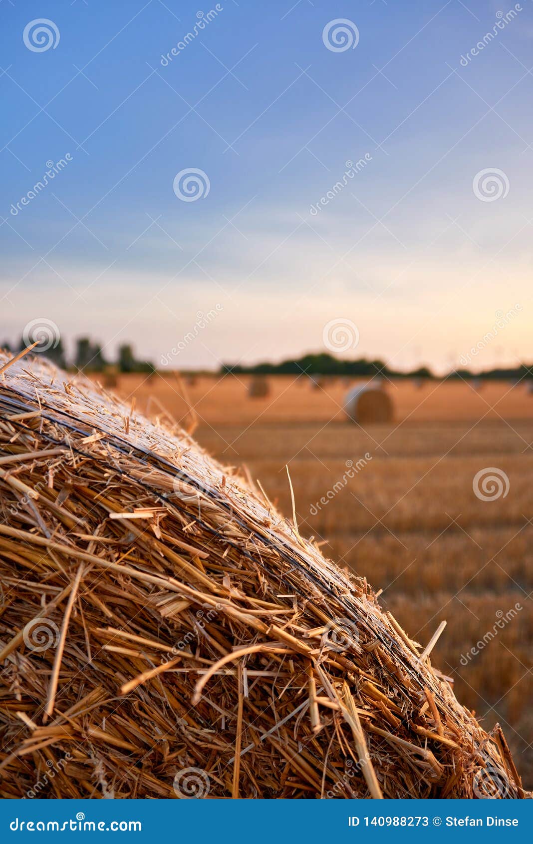 Straw bales on field stock image. Image of barley, outdoor - 140988273