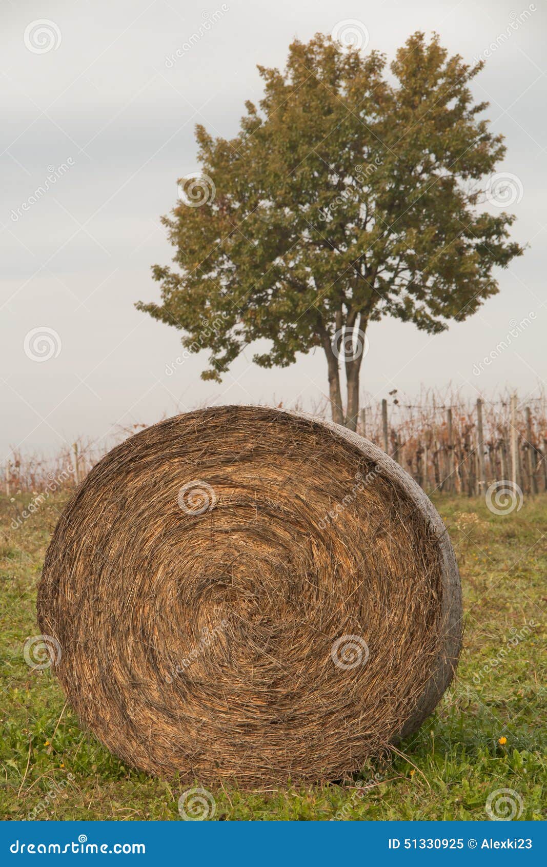 Straw bale stock image. Image of litter, bale, grass - 51330925