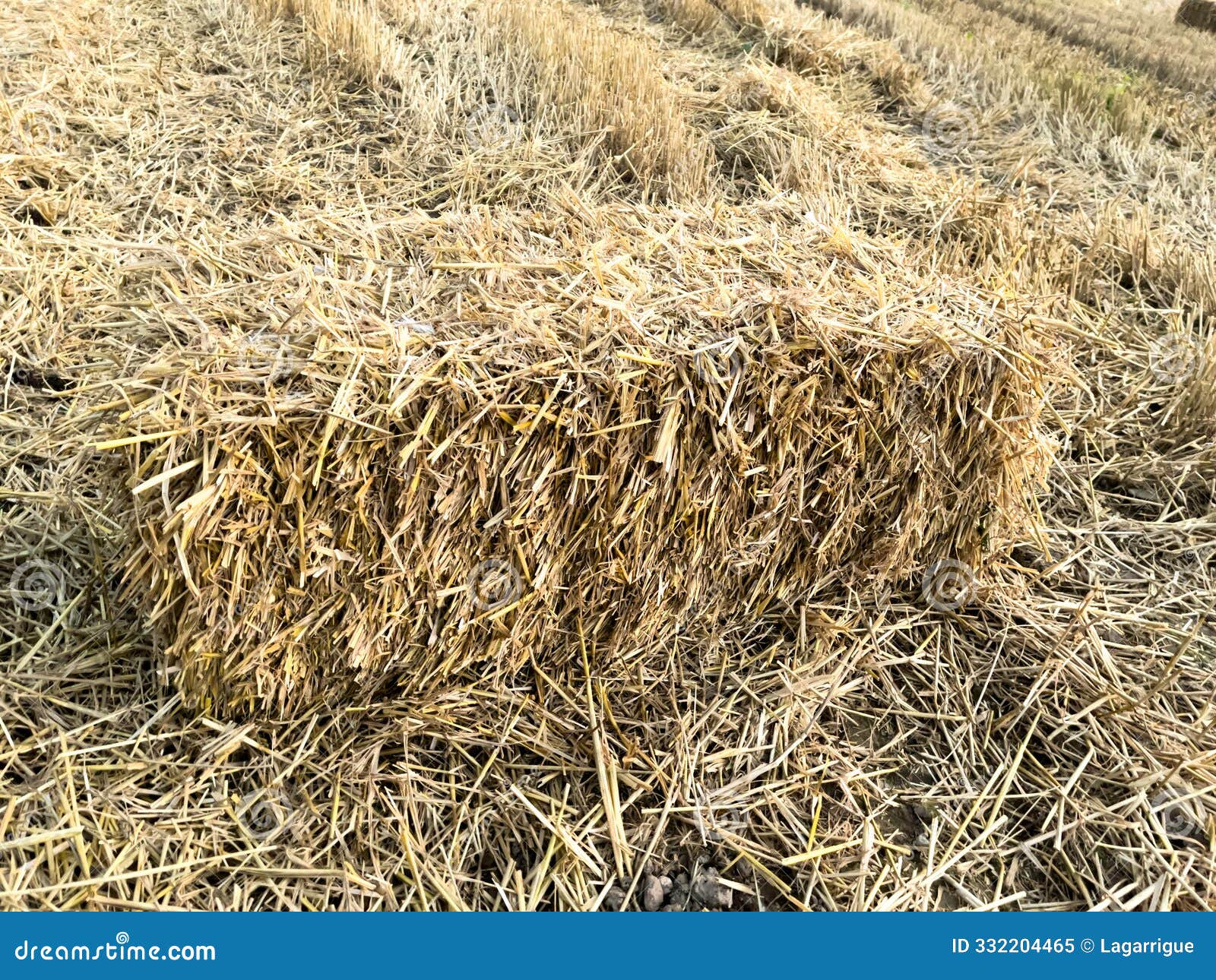 Straw Bale Rectangular in Field Stock Image - Image of fresh, harvest ...