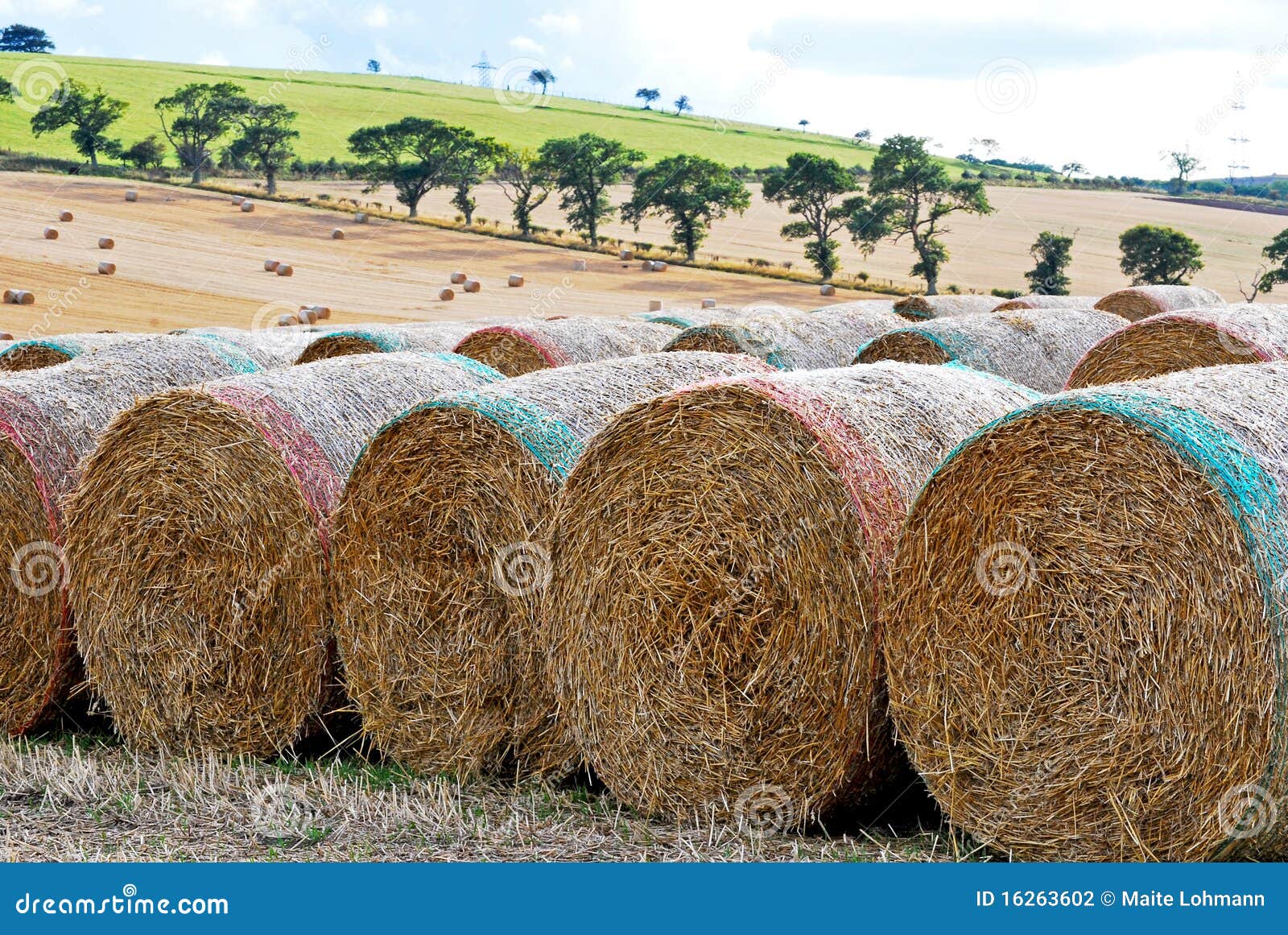 Straw bales stock photo. Image of agriculture, straw - 16263602