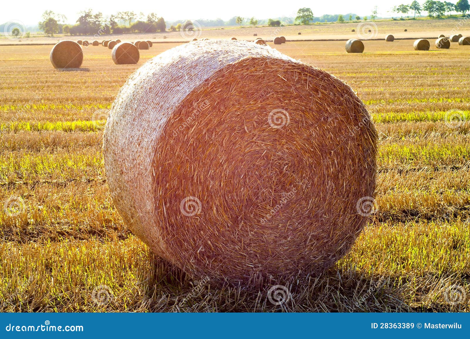 Straw bales stock image. Image of farm, land, harvest - 28363389