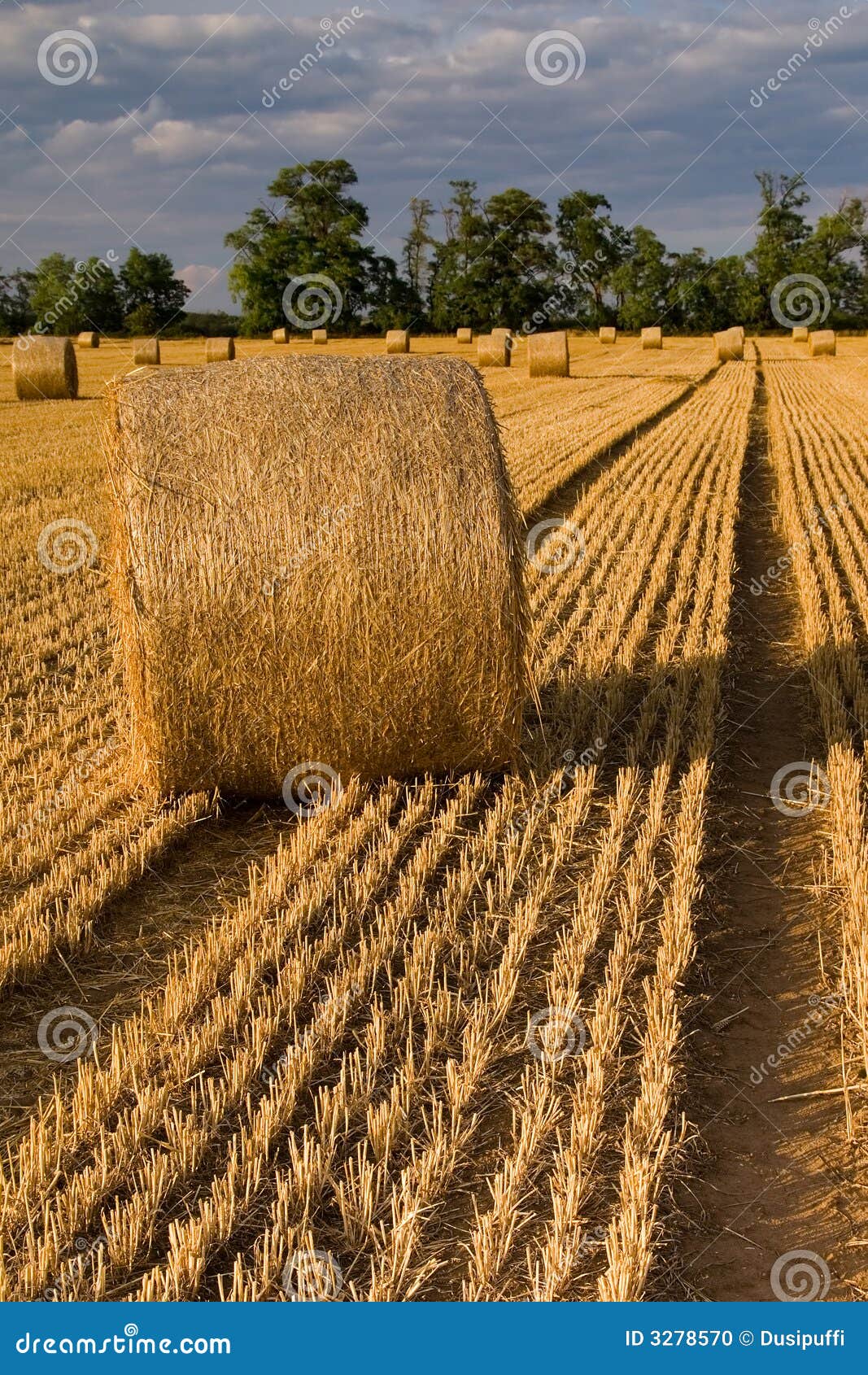 Straw bales stock photo. Image of grain, countryside, outdoor - 3278570