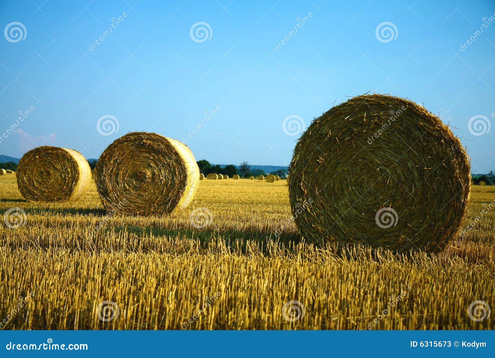 Straw Bales on the Farm Field Stock Image - Image of bread, arrangement ...