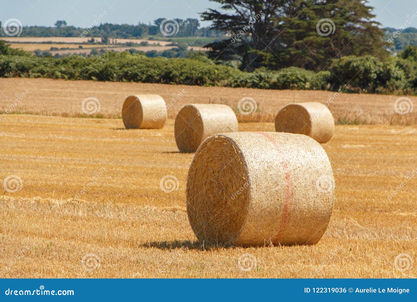 Straw bales in a field stock photo. Image of rural, summer - 122319036