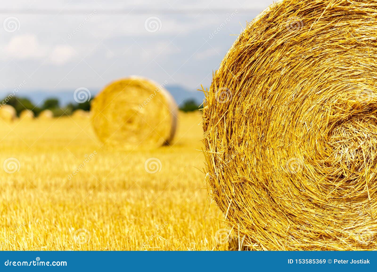 Straw Bales on the Field. after Harvesting the Grain in the Summer ...