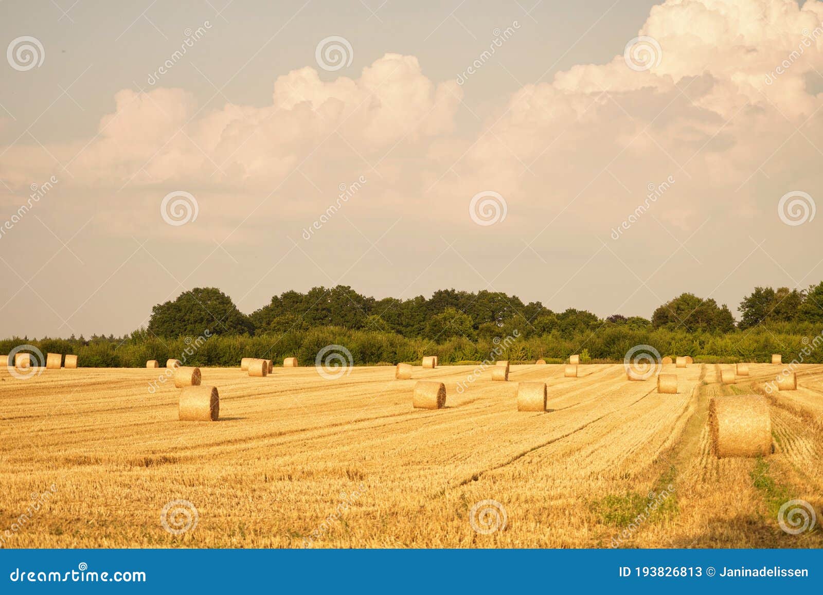 Straw Bales on Field with Trees in Background Stock Image - Image of ...
