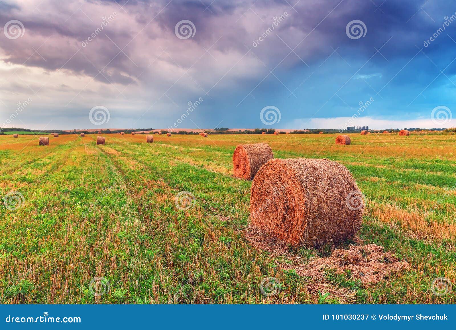 Straw bales in the field stock image. Image of grain - 101030237