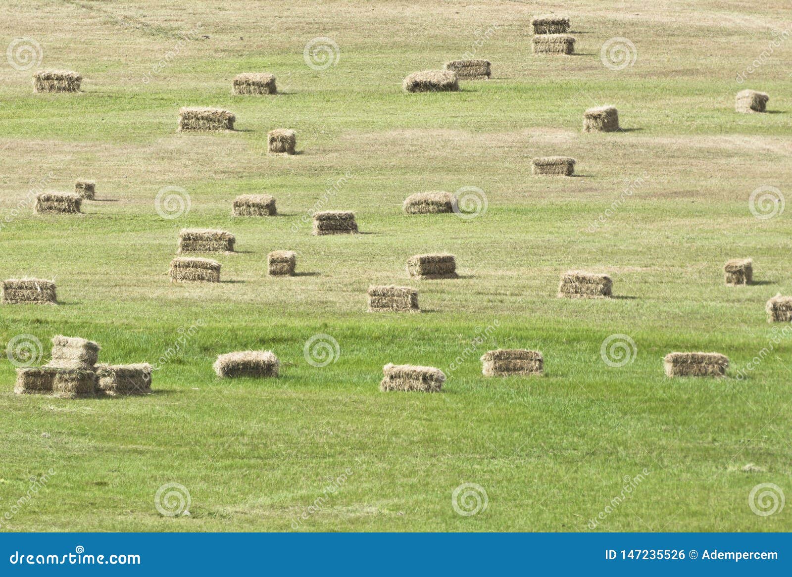 Straw Bales on the Green Field Stock Photo - Image of countryside ...