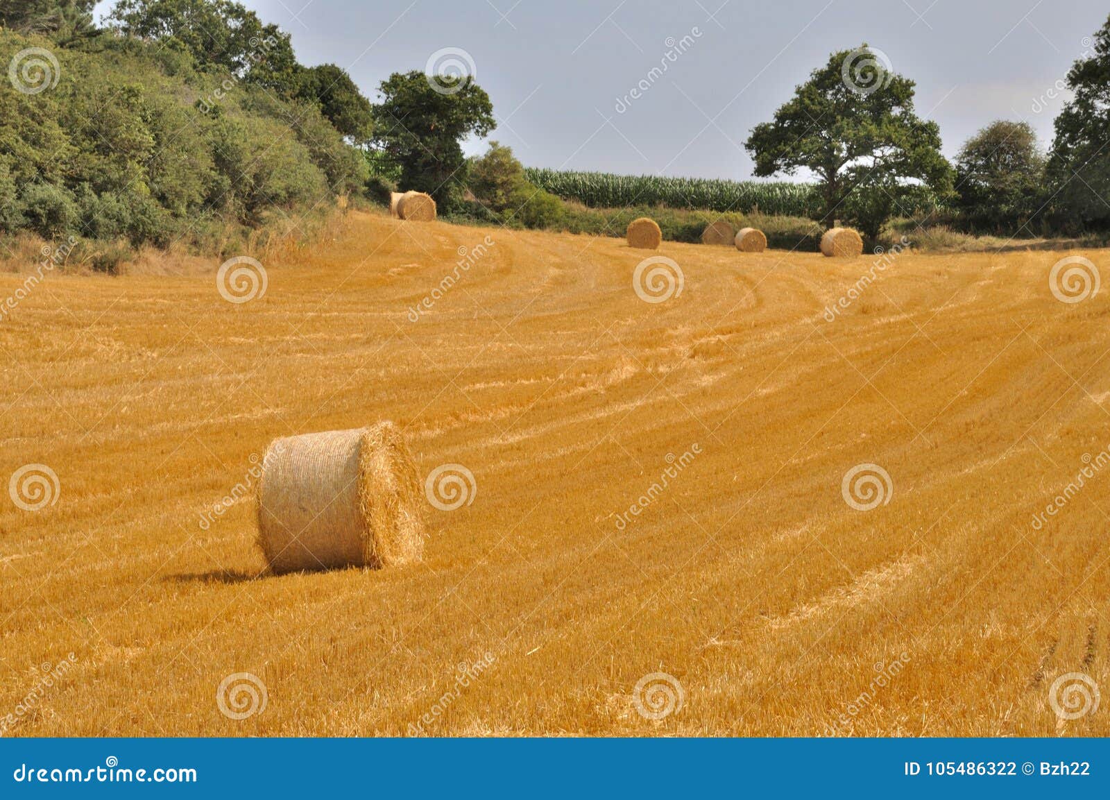 Straw Bales in Harvested Fields Stock Photo - Image of bales, harvested ...