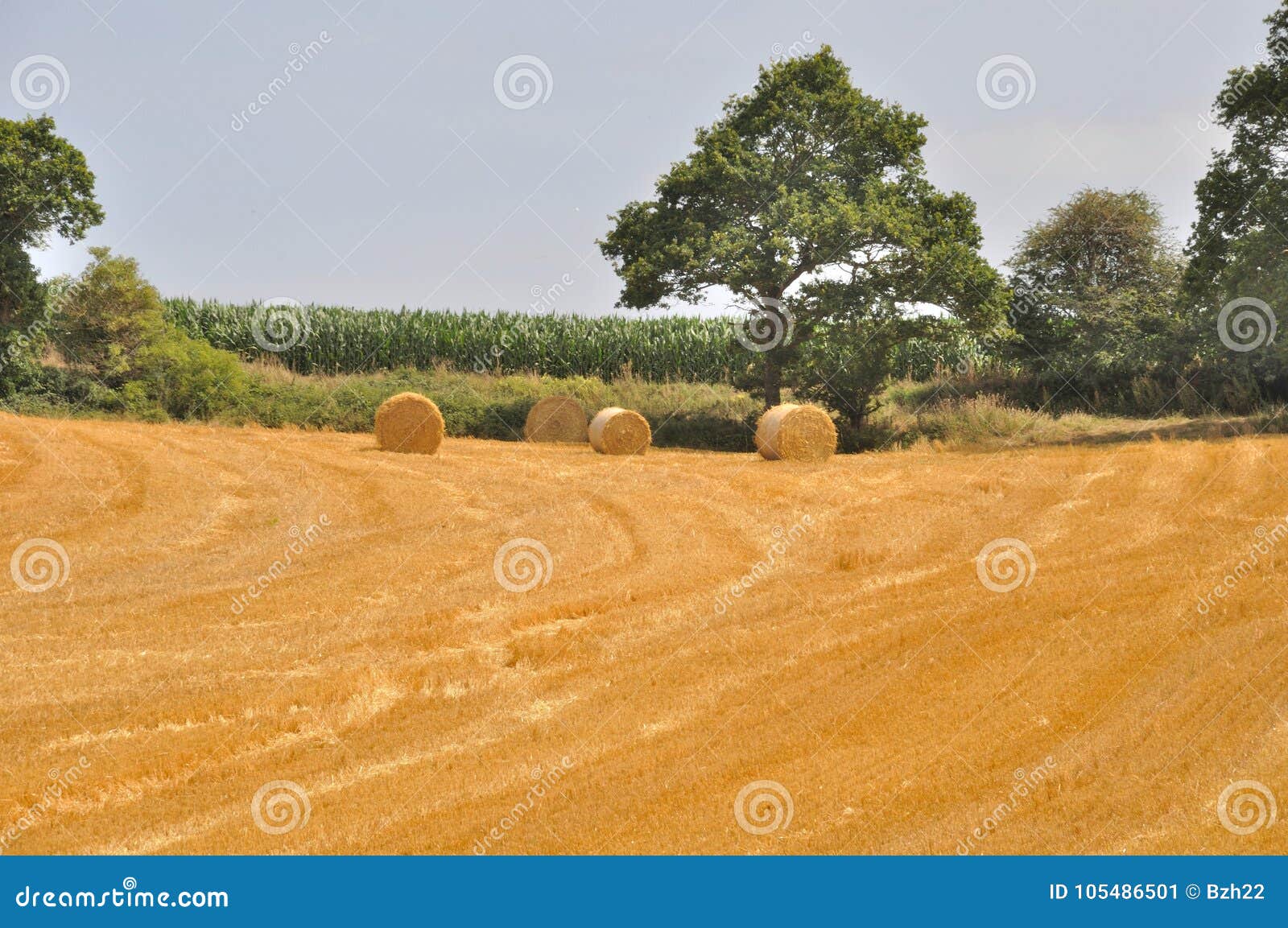 Straw Bales in Harvested Fields Stock Image - Image of field, nature ...