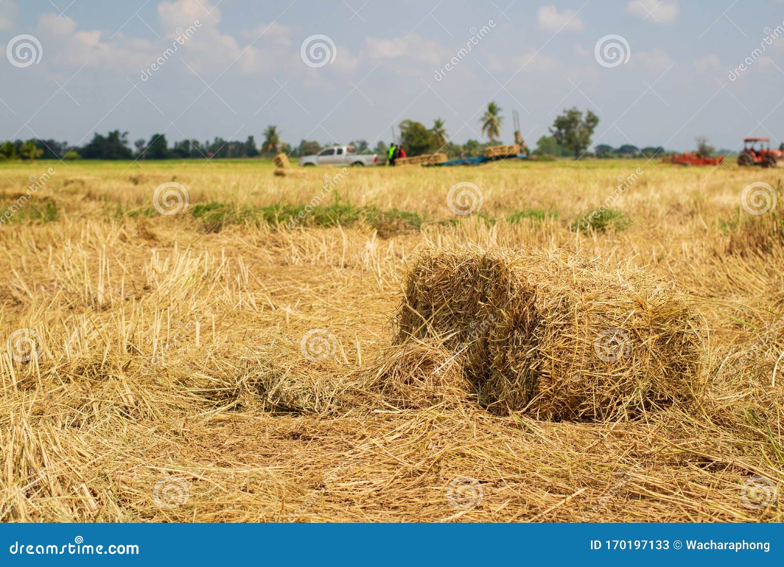 Straw bales stock image. Image of making, agriculture - 170197133
