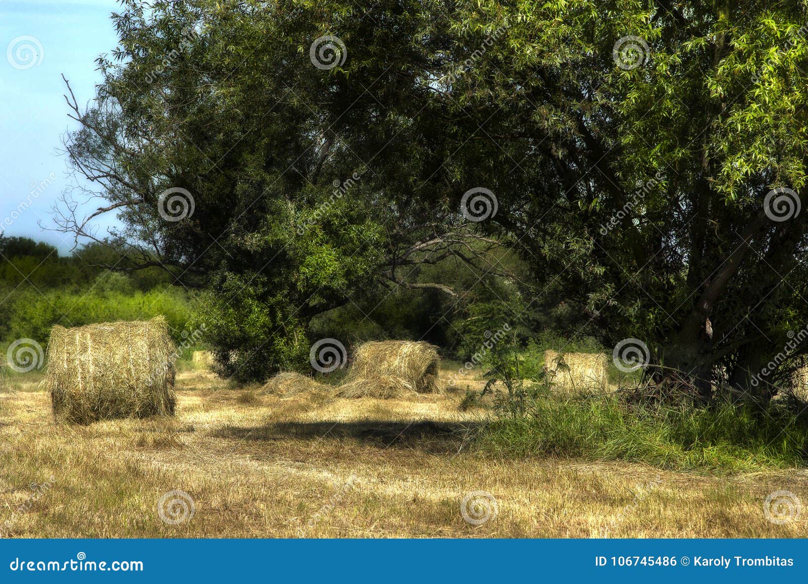 Straw bales stock photo. Image of plants, trees, walk - 106745486
