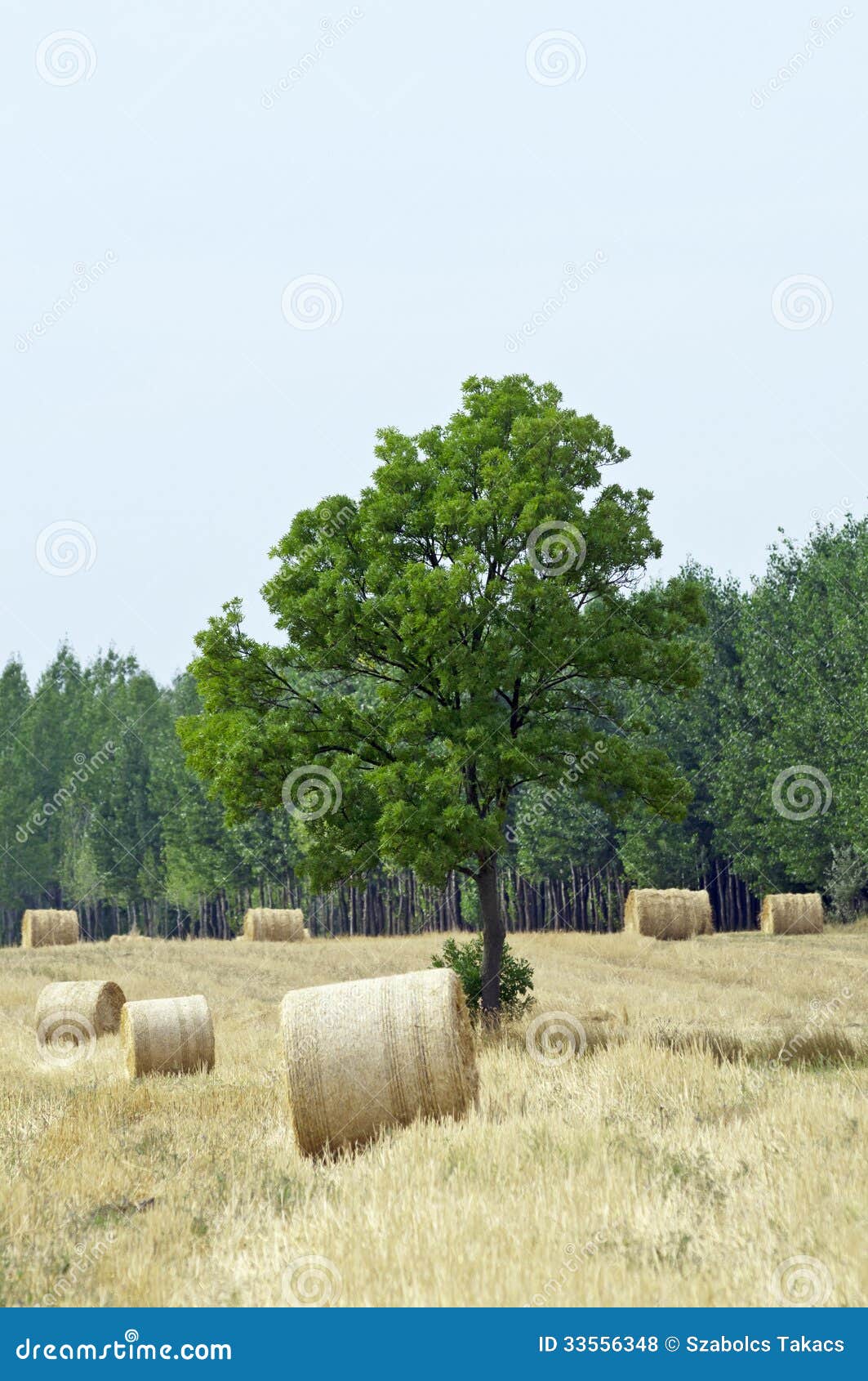 Straw bales and tree stock photo. Image of outdoors, lighting - 33556348