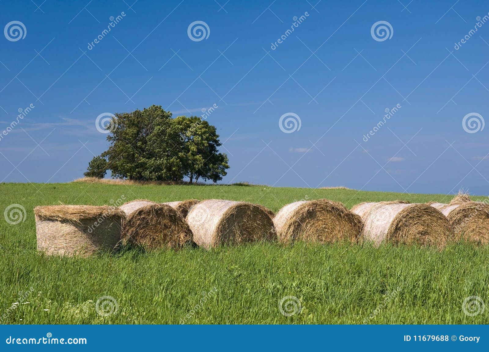 Straw Bales, Trees and Meadow Stock Photo - Image of colour, bale: 11679688