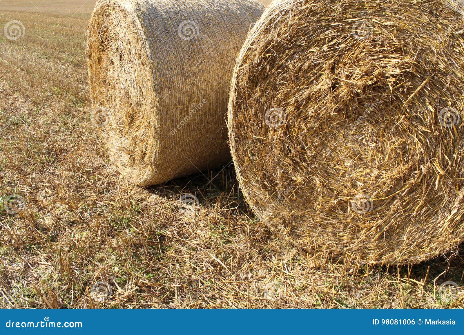 Straw Bales on the Wheat Fields Stock Photo - Image of wheat, ground ...