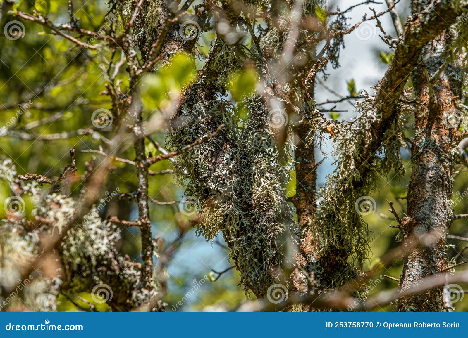 Straw Beard Lichen, Other Fungi and Moss on the Tree Branch Stock Photo ...