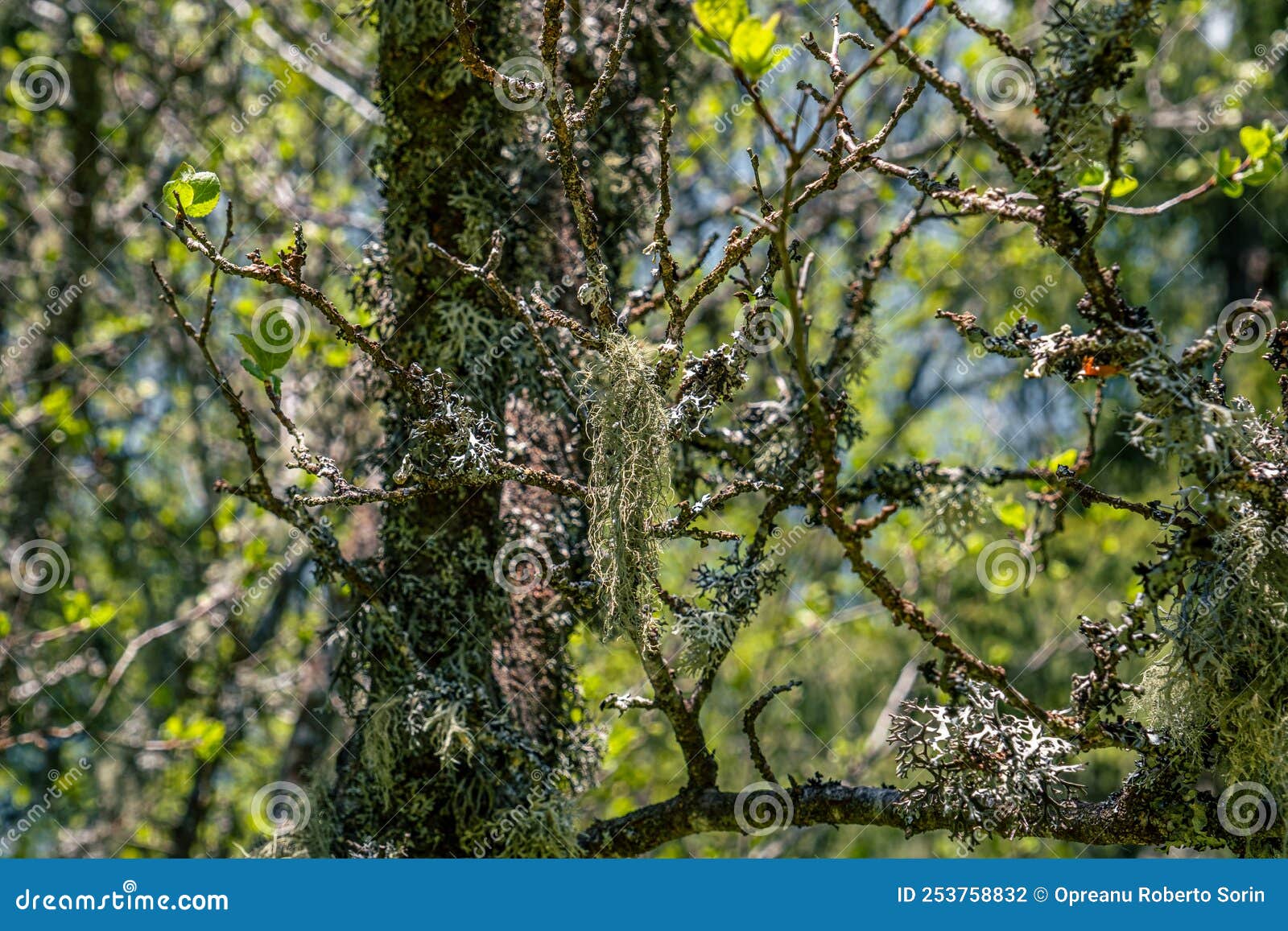 Straw Beard Lichen, Other Fungi and Moss on the Tree Branch Stock Photo ...