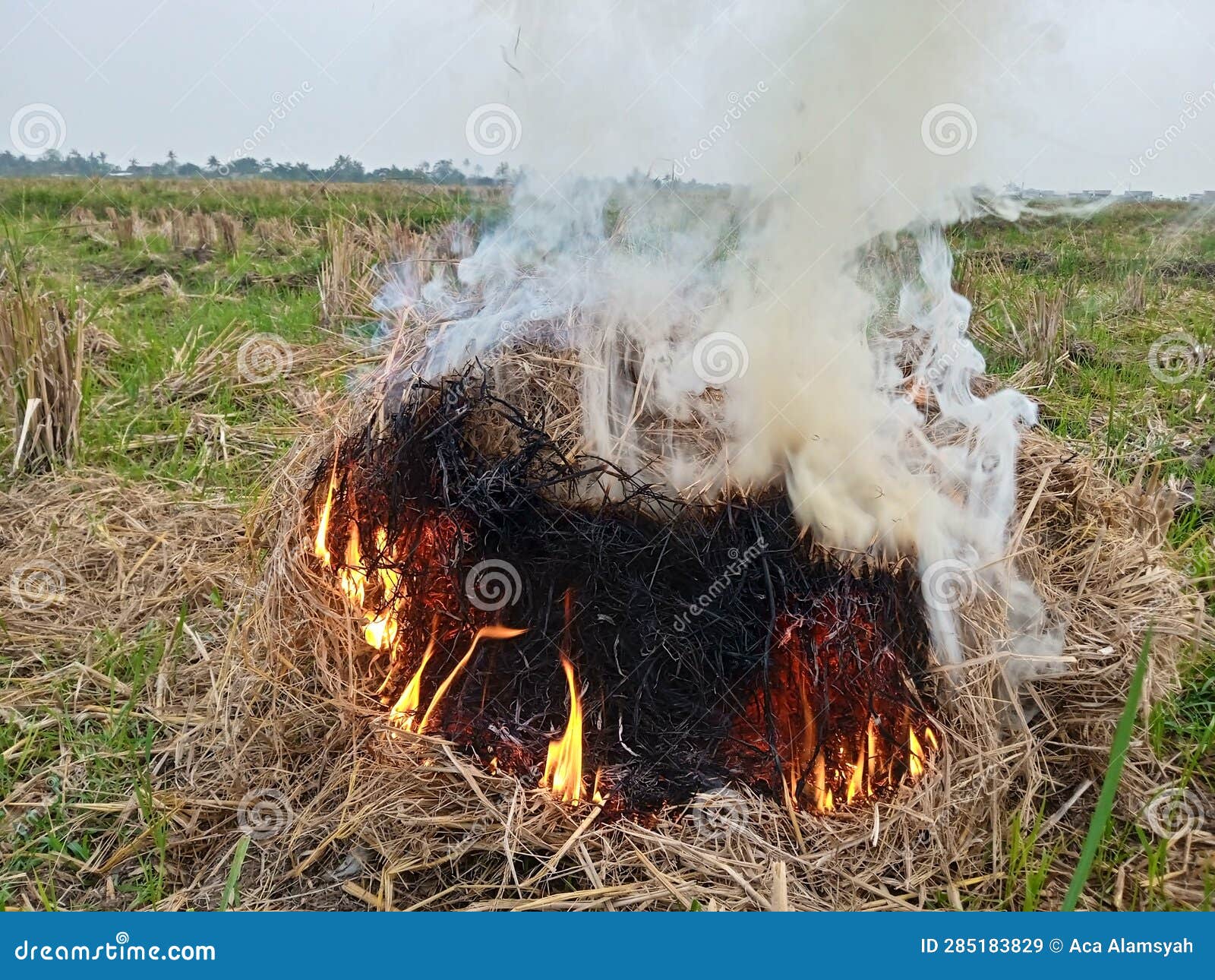 Straw Burning in the Fields Stock Image - Image of followback ...
