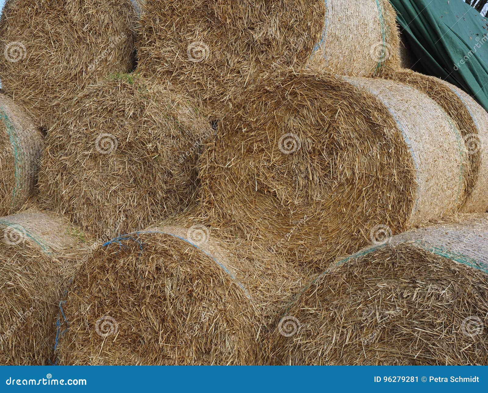 Straw Clenches Stapled in Nature Stock Image - Image of farming ...